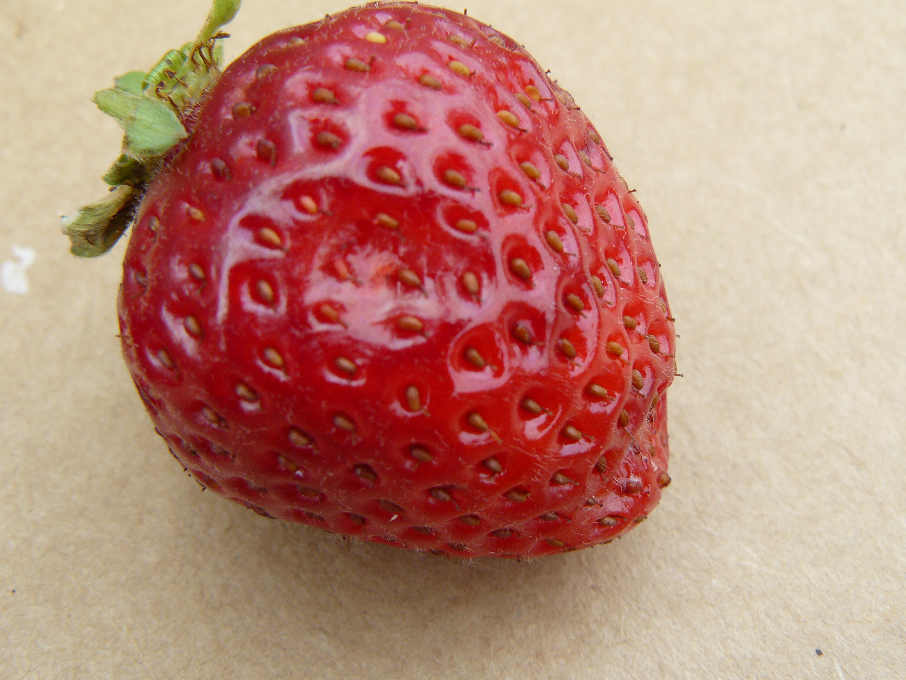 Spotted Wing Drosophila (SWD) Update – June 16, 2015 – ONfruit