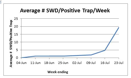 Spotted Wing Drosophila (SWD) Update – July 22, 2016 – ONfruit