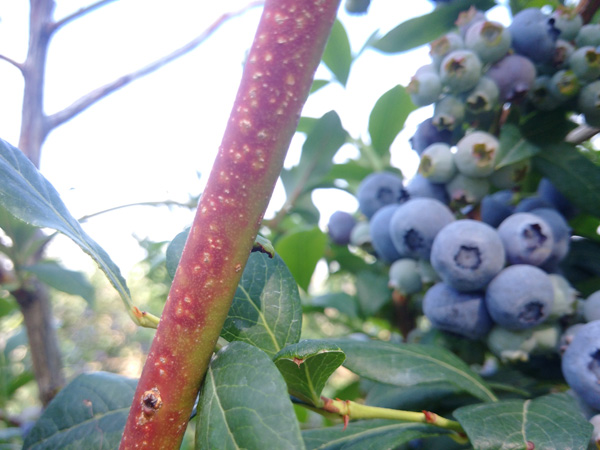 Check for signs of scale insects on blueberry – ONfruit
