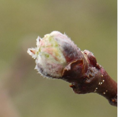 Green Tip in Apples – Are You Prepared? – ONfruit