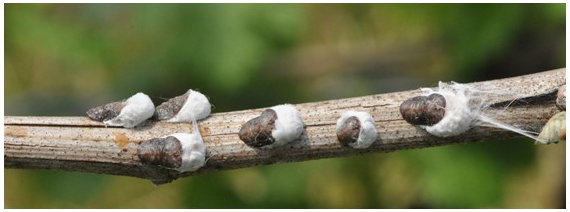 Timing for grape mealybug insecticide spray – ONfruit