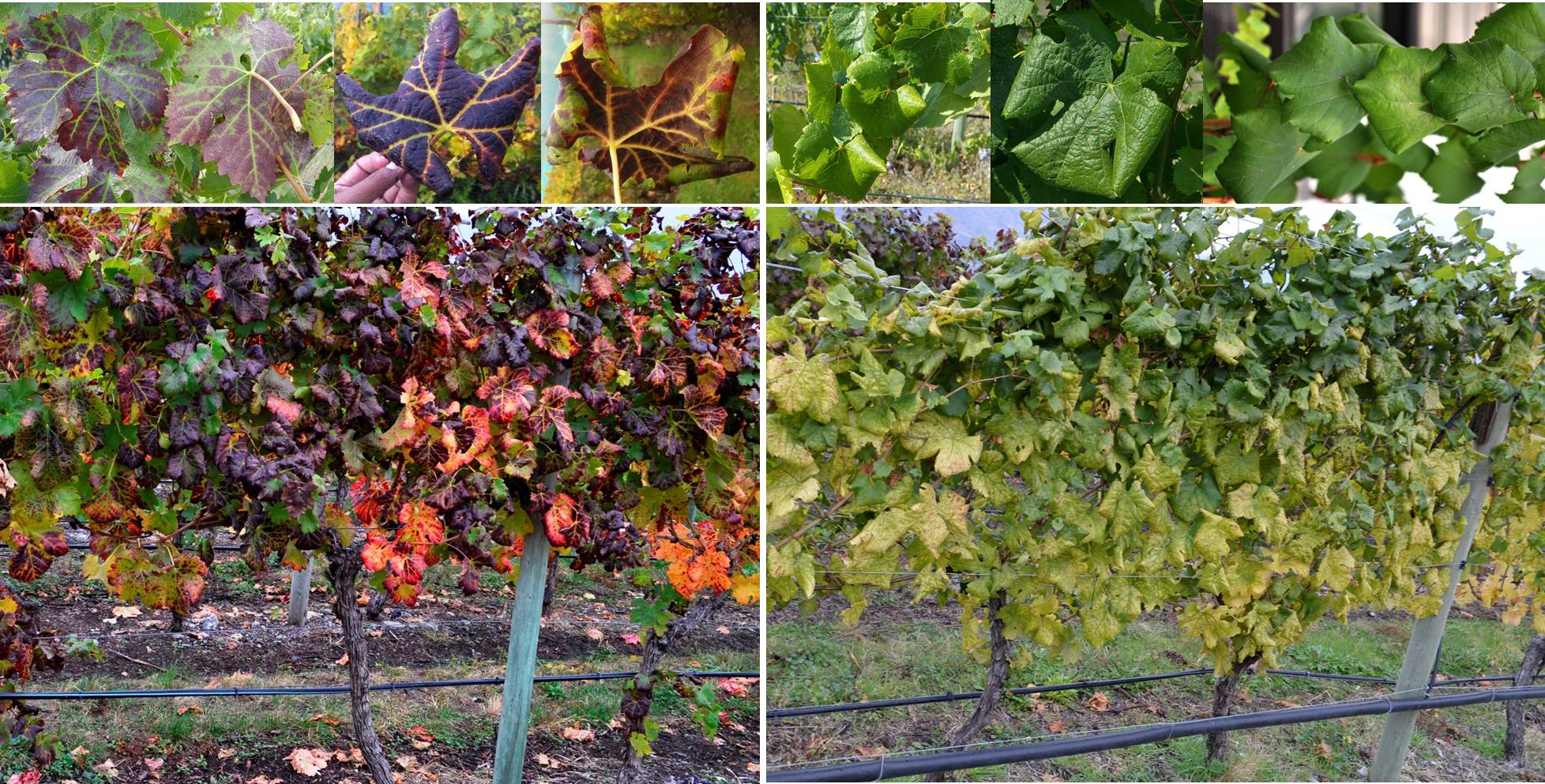Grapevine viruses – Symptoms and Testing – ONfruit