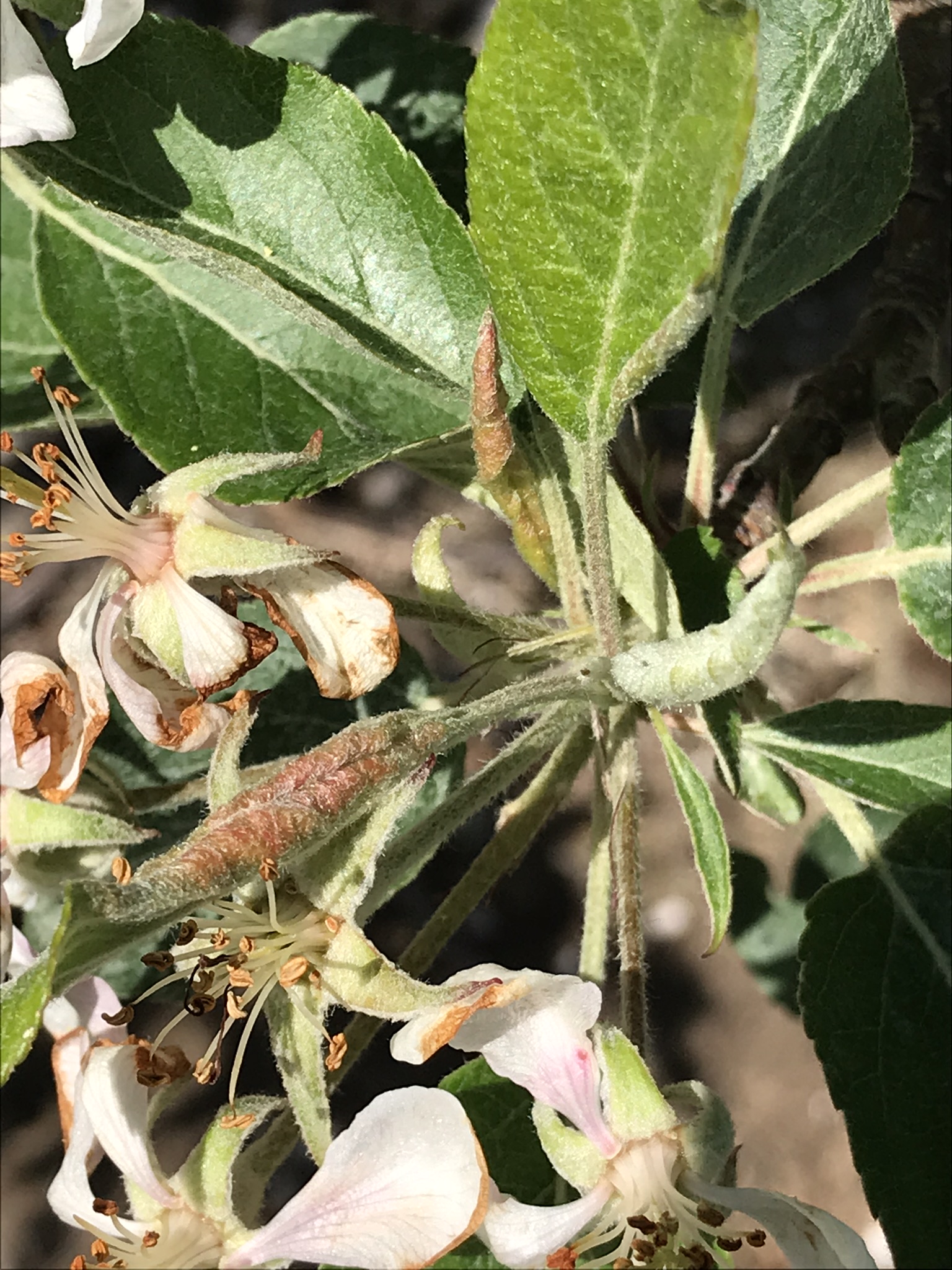 Apple Pest Update: June 1, 2020 – ONfruit