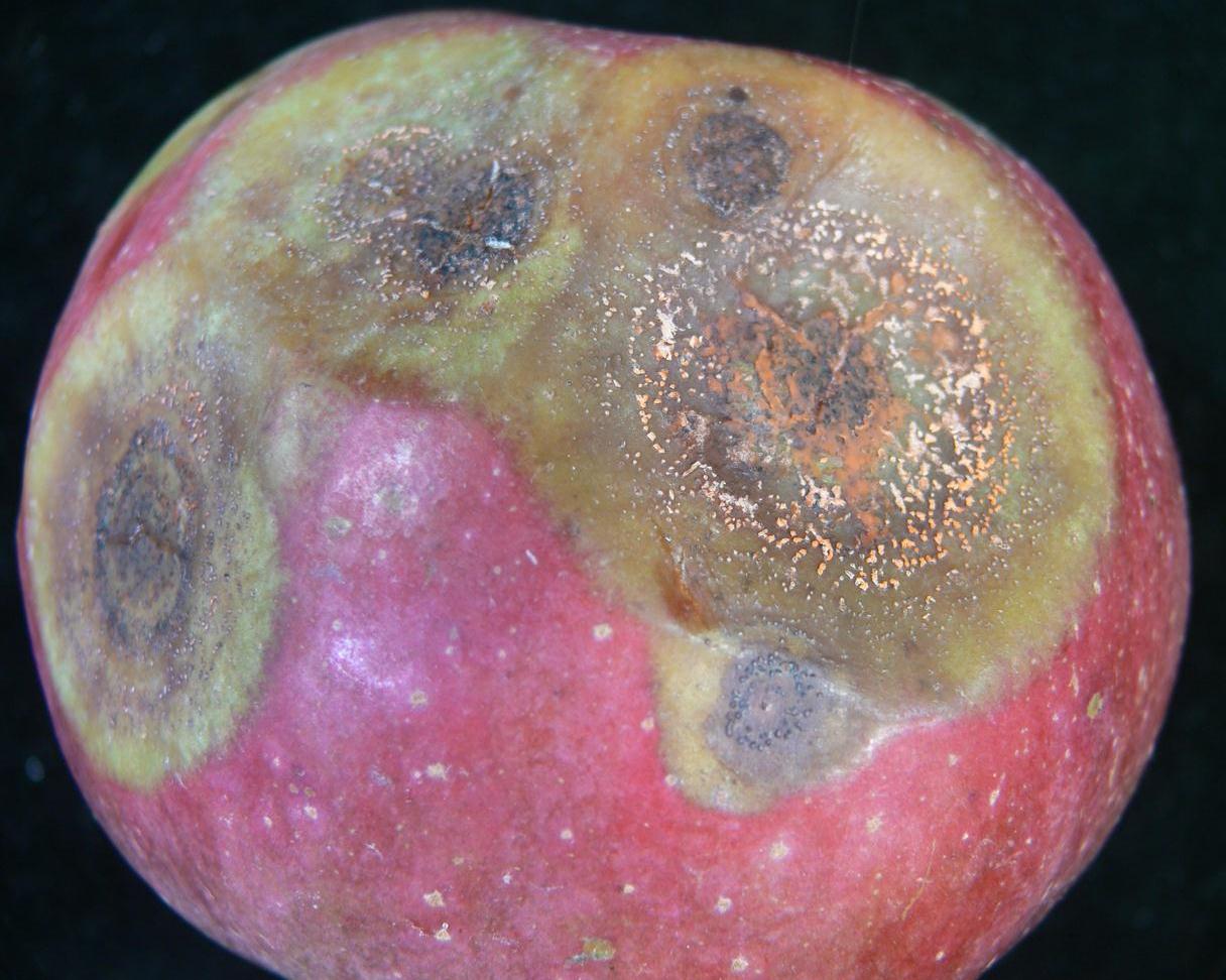 Bitter rot on apple – ONfruit