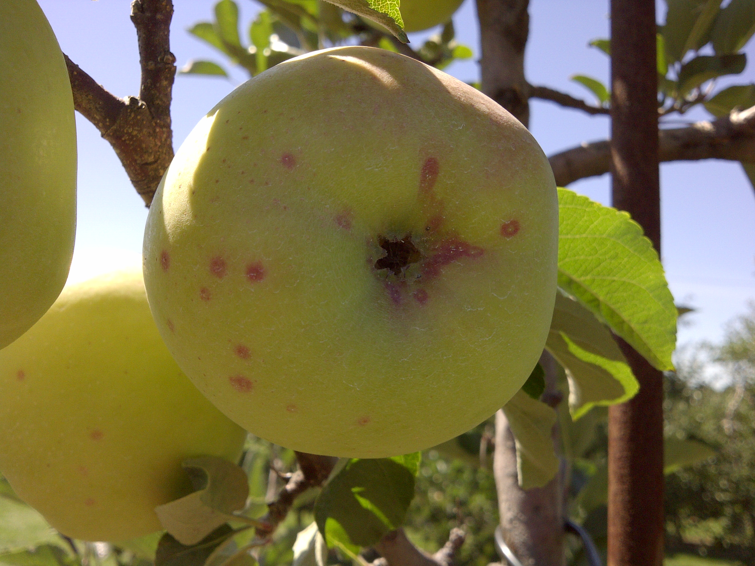 Apple Pest Update: San Jose Scale – ONfruit