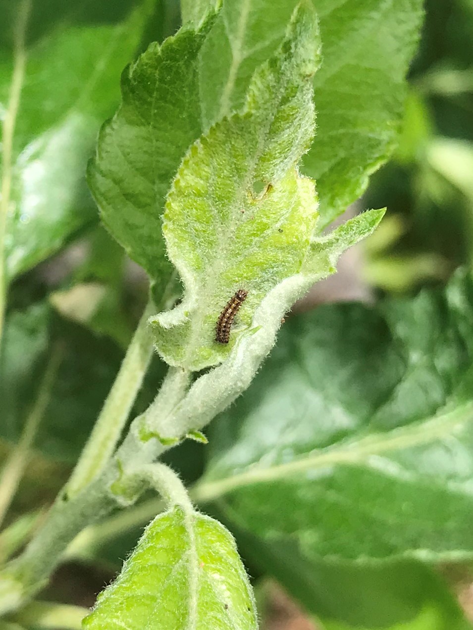 Apple Pest Update: June 1, 2020 – ONfruit