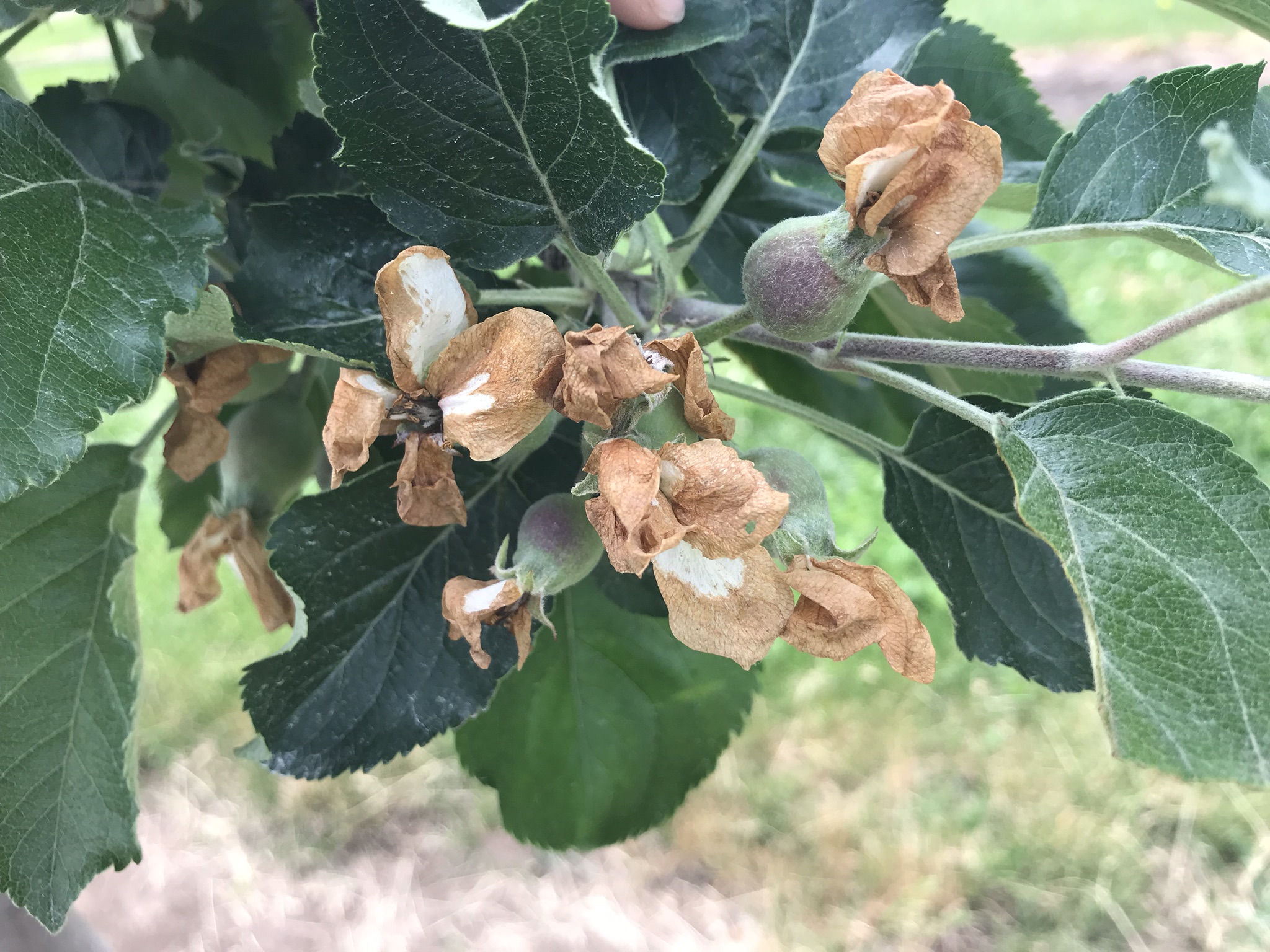 Apple Pest Update: June 17, 2020 – ONfruit