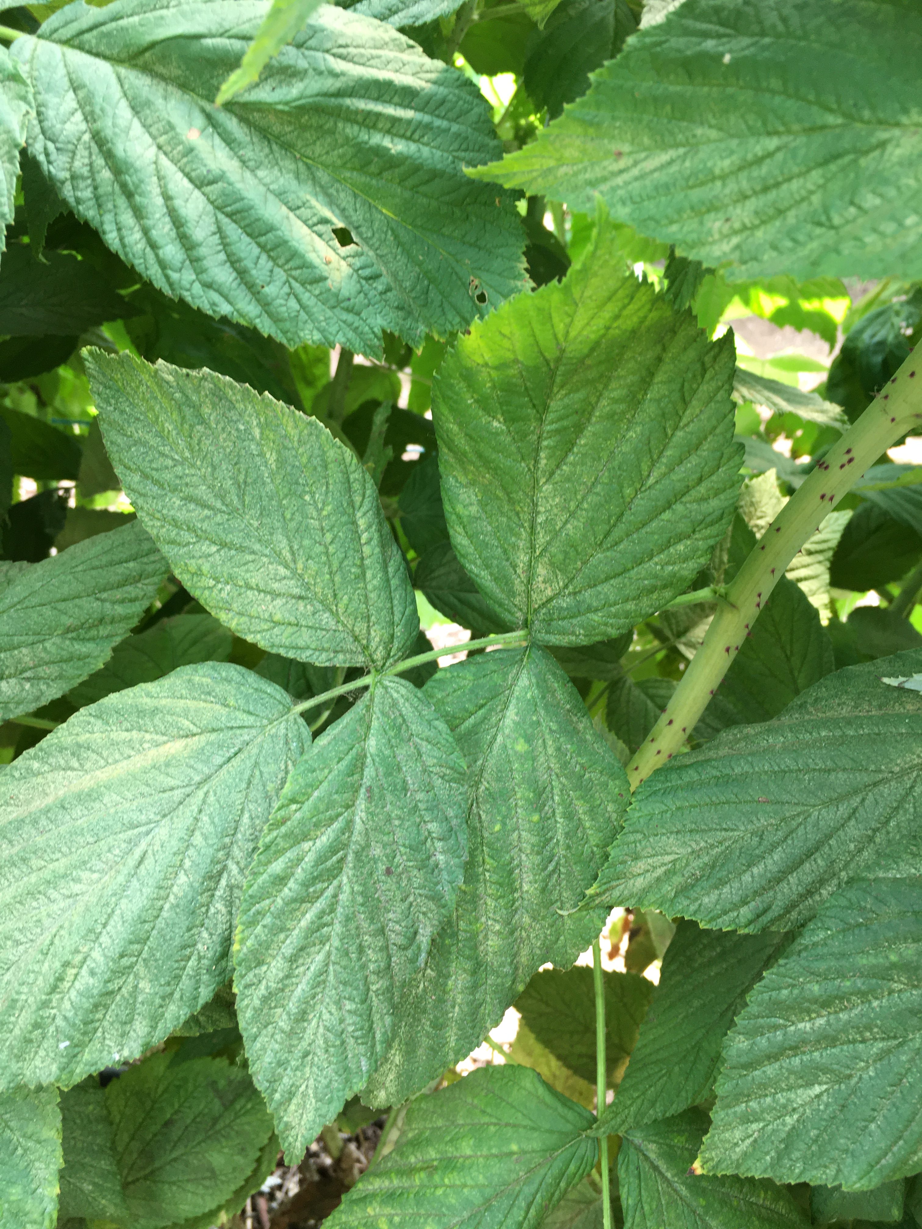 Berry Bulletin August 6 – ONfruit