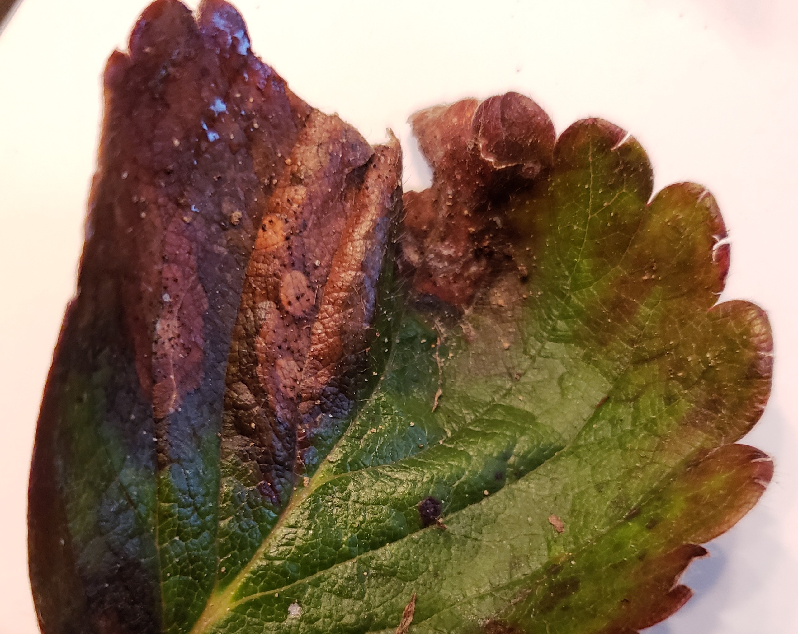 Pest Alert: Neopestalotiopsis – an emerging strawberry disease in North ...