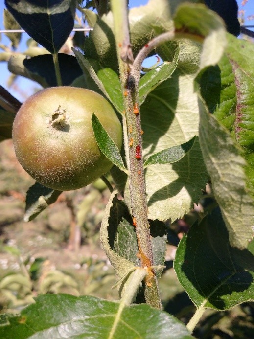Bloom in the Orchard: What is the Fire Blight Risk? – ONfruit