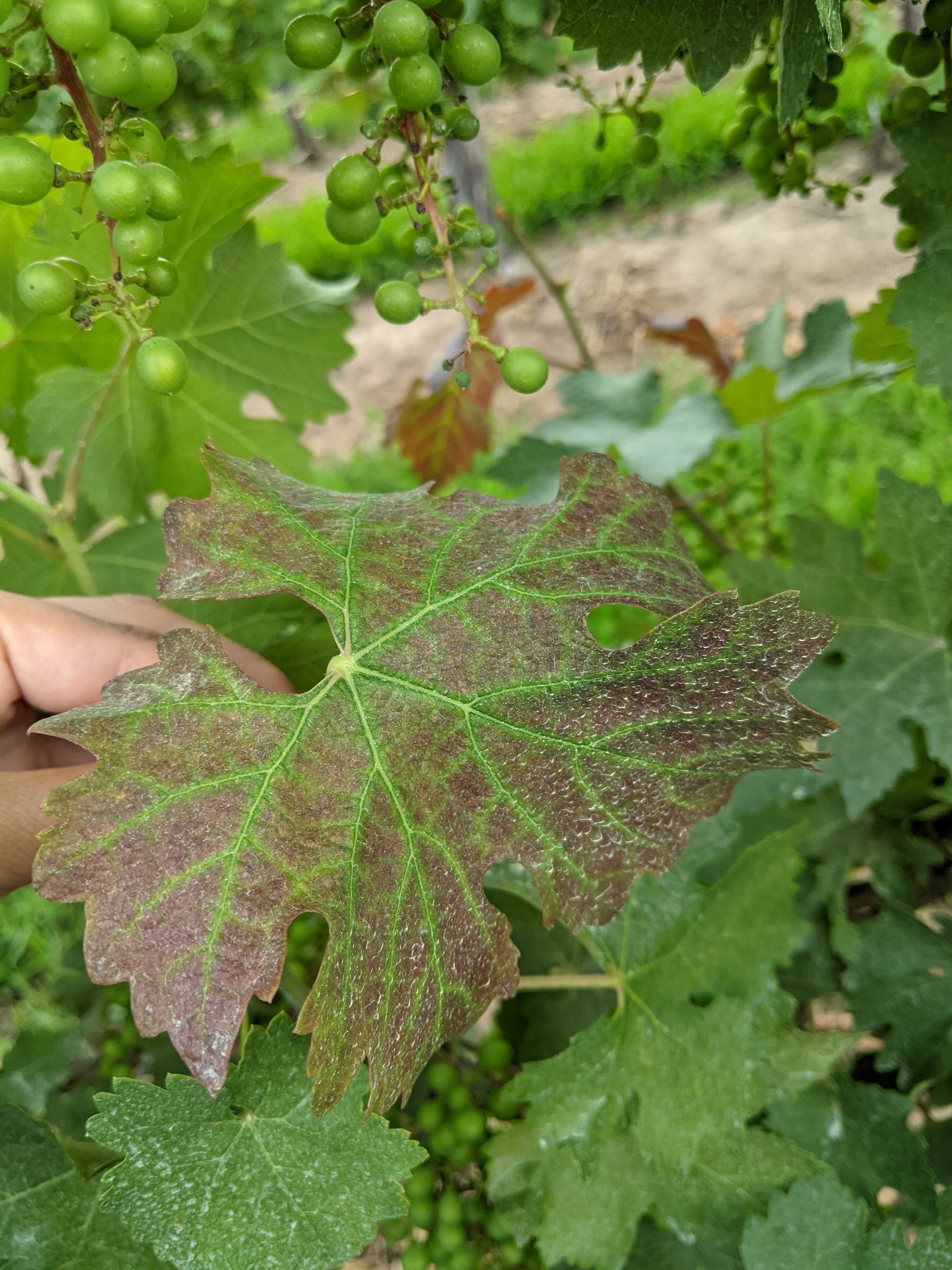 Virus symptoms showing up earlier than usual in grapevines – ONfruit