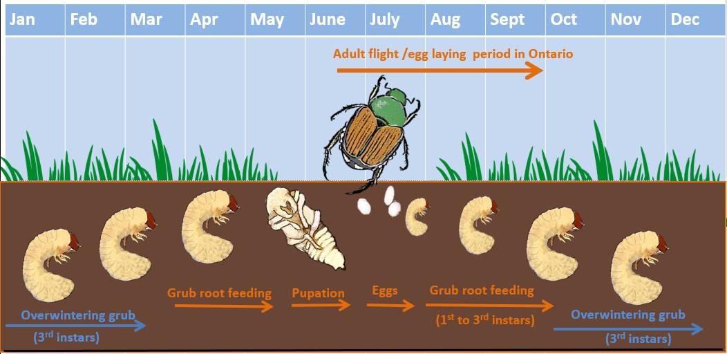 Japanese-beetle_lifecycle_ONfloriculture – ONfruit