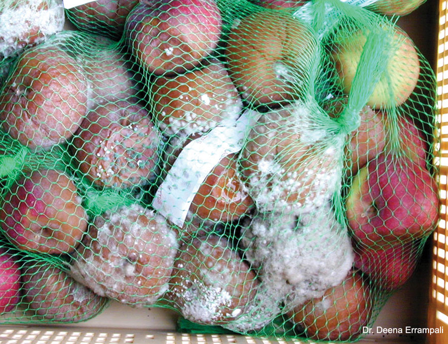 Gray mold on apple – ONfruit
