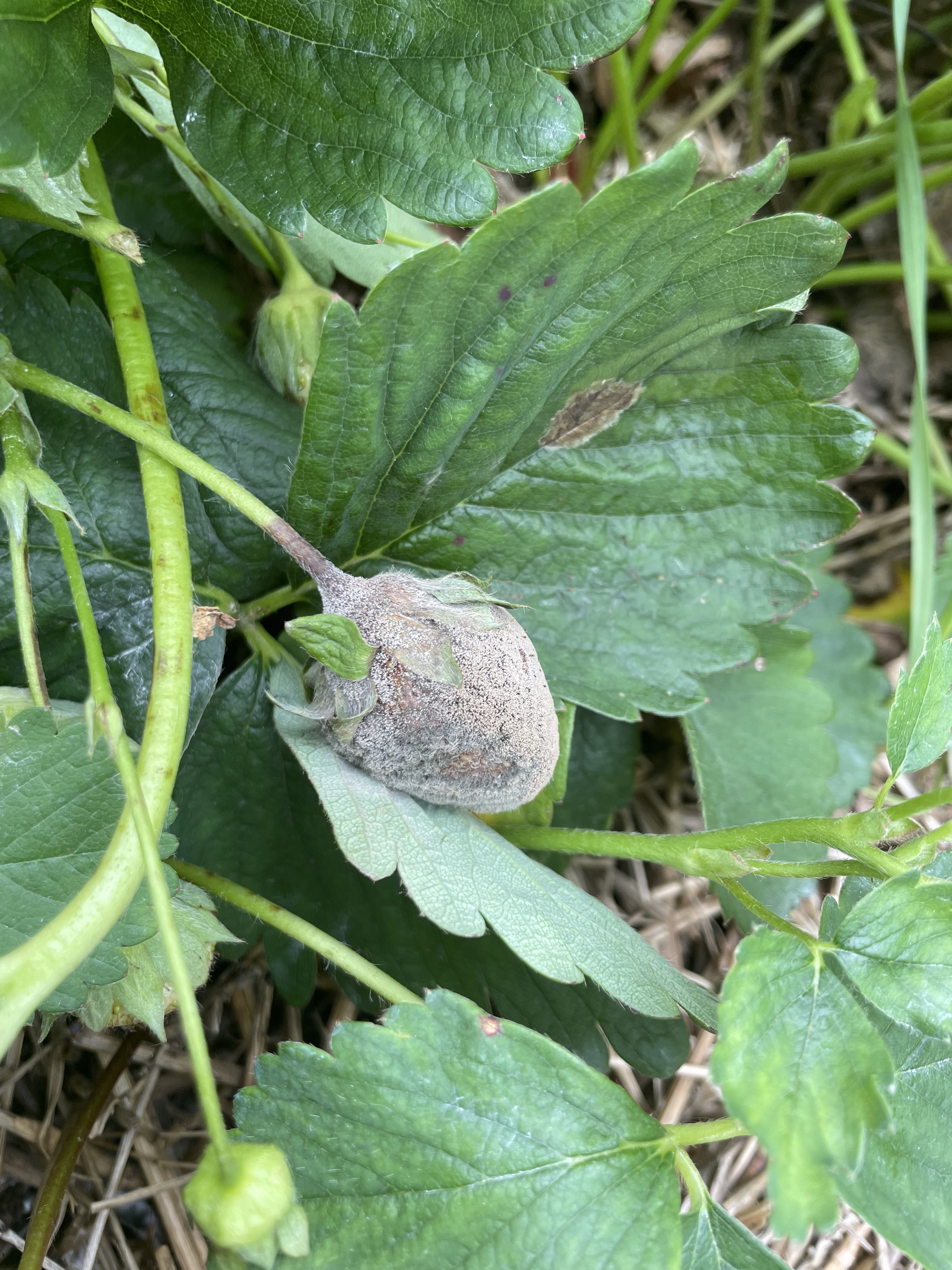 Determining Botrytis species in strawberries – ONfruit