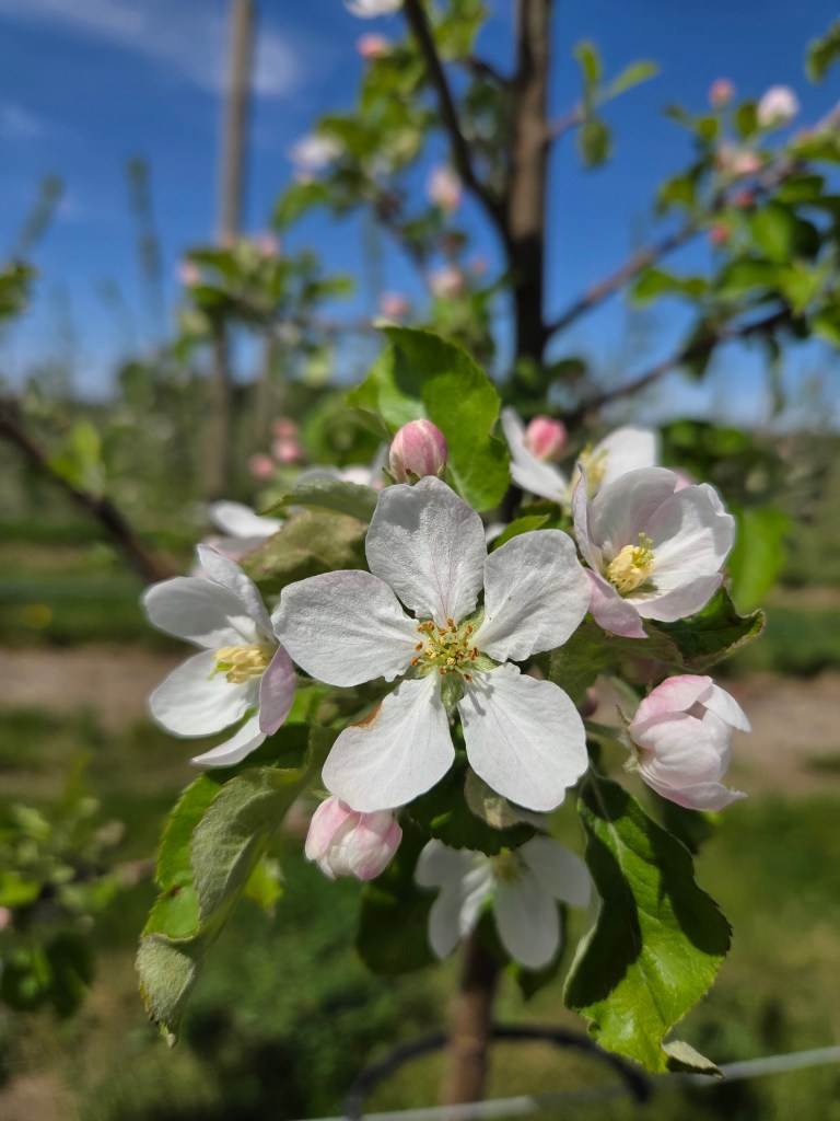 What the Crop?! Apple Update: May 22, 2026 – ONfruit