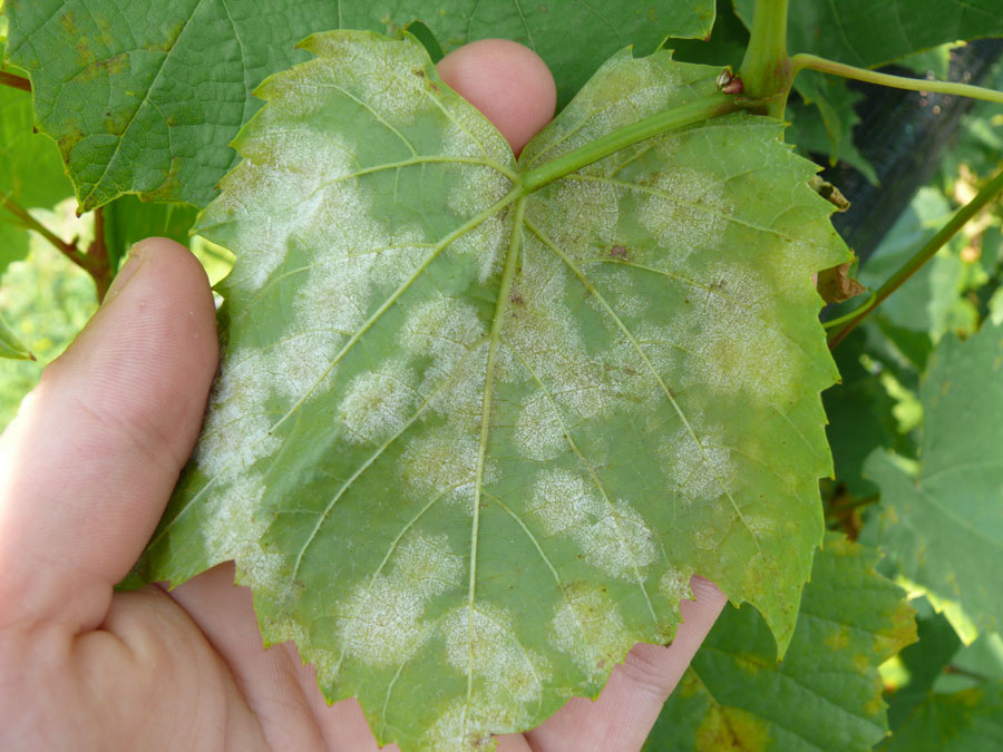 The lowdown on downy mildew this summer, 2026 – ONfruit